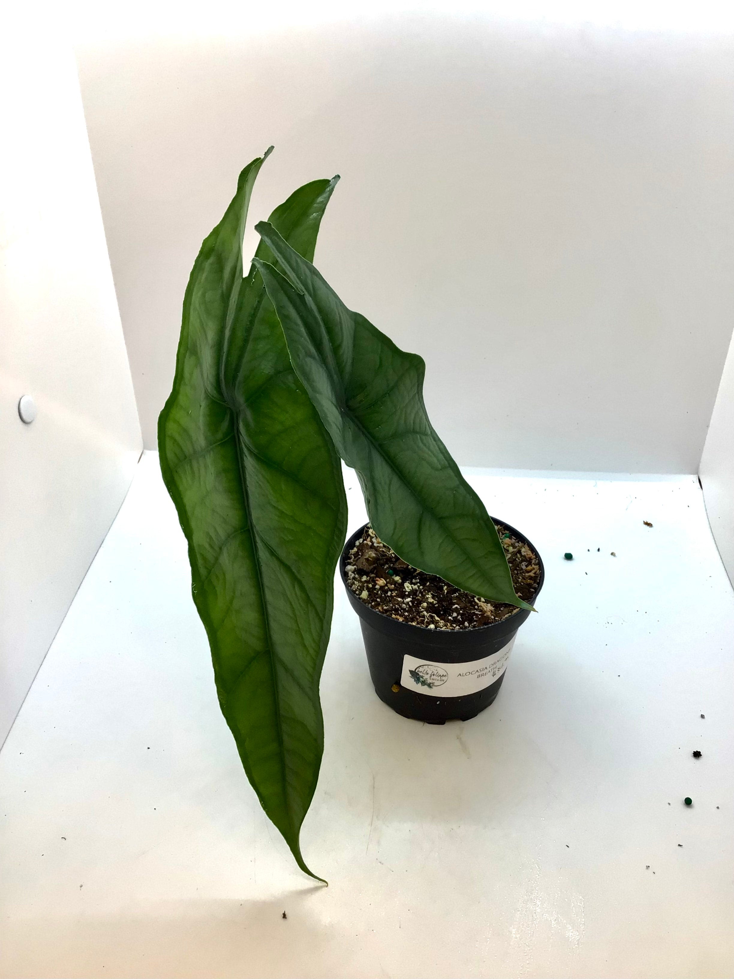 Alocasia dragons breath | Hello Foliage
