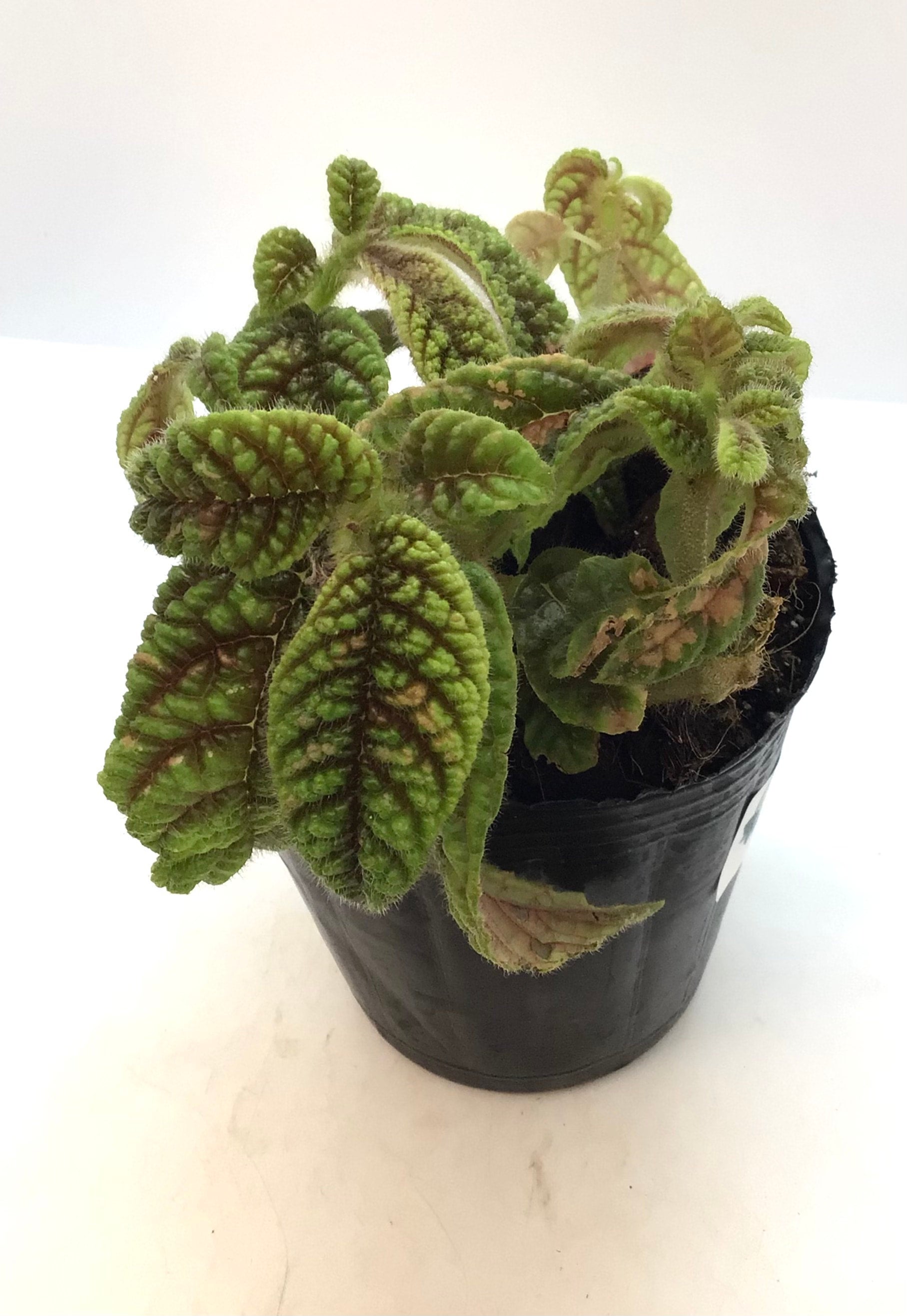 Columnea Purpureovittata | Hello Foliage